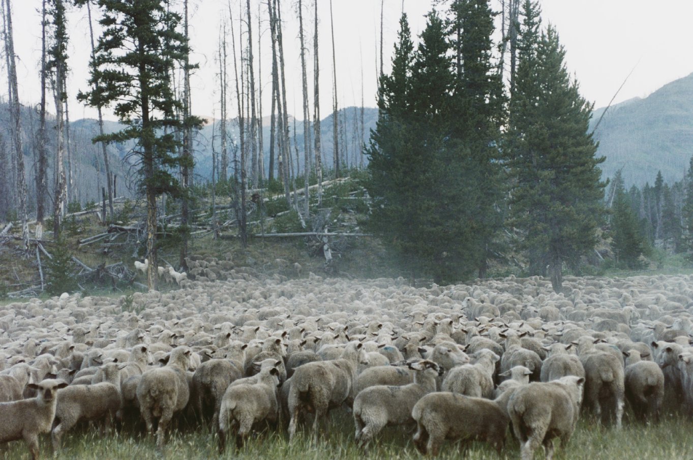 Sweetgrass + Joanna Pocock Q&A (2019) - Open City Documentary Festival